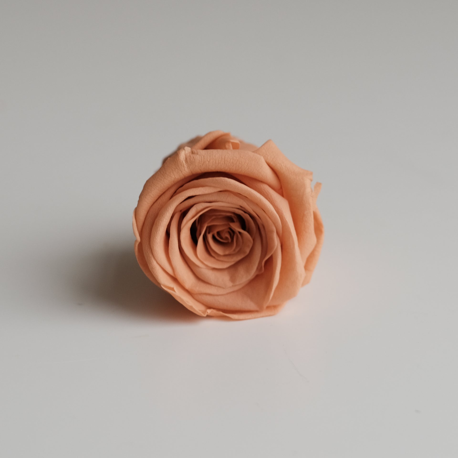 Camilia Preserved Rose | Camilia Supply | Modern Home & Floral Supply
